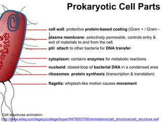 IB Biology 1.2 Slides: Ultrastructure of Cells | PPTX