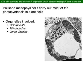 Palisade Mesophyll Slide