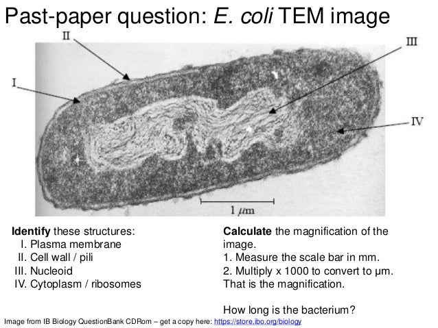 IB Biology 1.2 Slides: Ultrastructure of Cells
