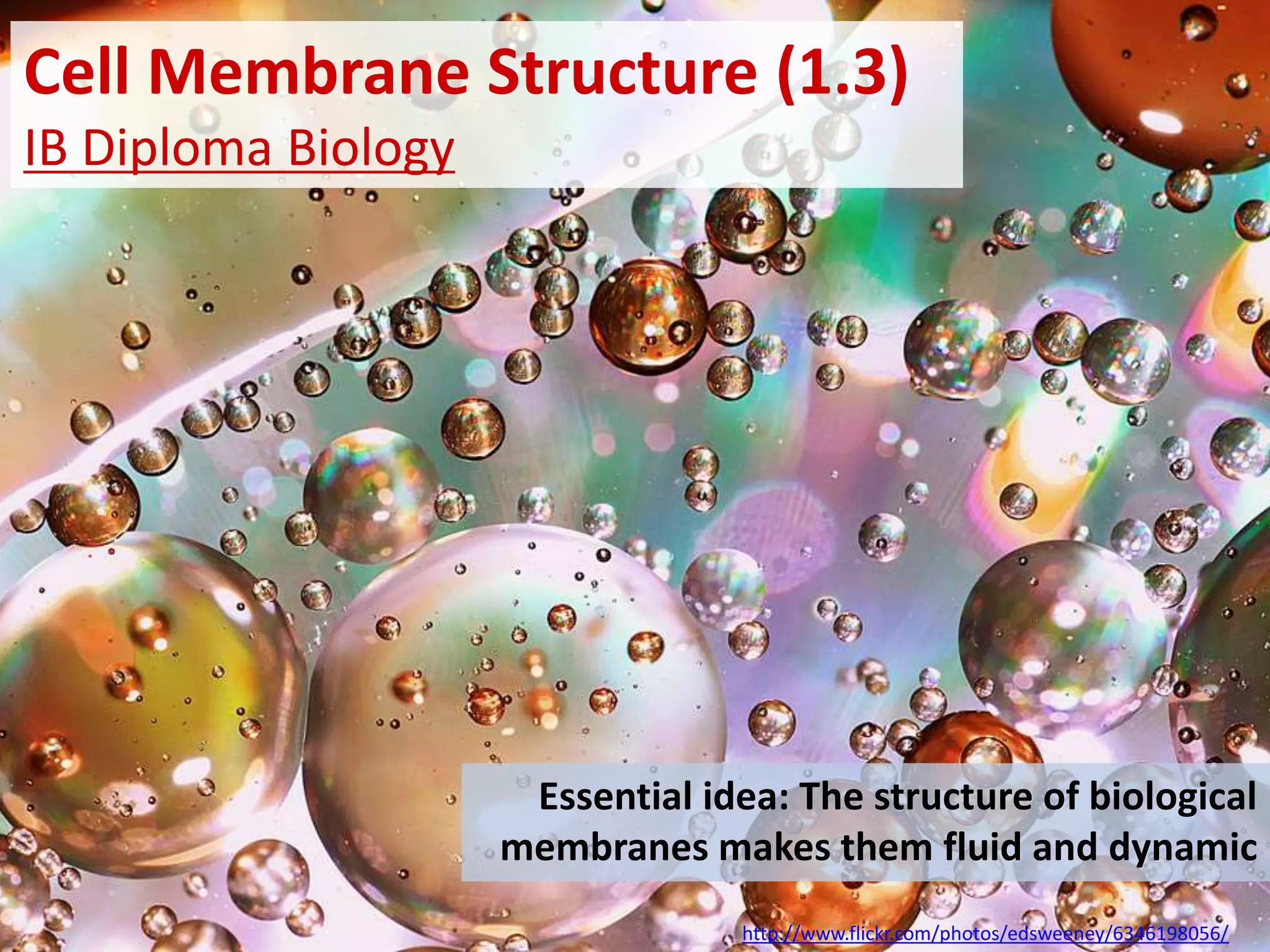IB Biology 1.3 Slides: Membrane Structure | PPTX