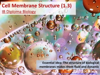IB Biology 1.3 Slides: Membrane Structure | PPTX