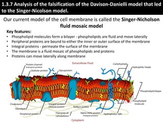 IB Biology 1.3 Slides: Membrane Structure | PPTX