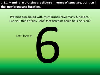IB Biology 1.3 Slides: Membrane Structure | PPTX