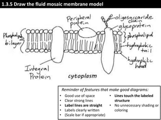 Fluid Mosaic Model Drawing