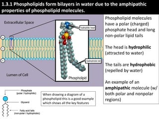 Nonpolar Region Of Phospholipid