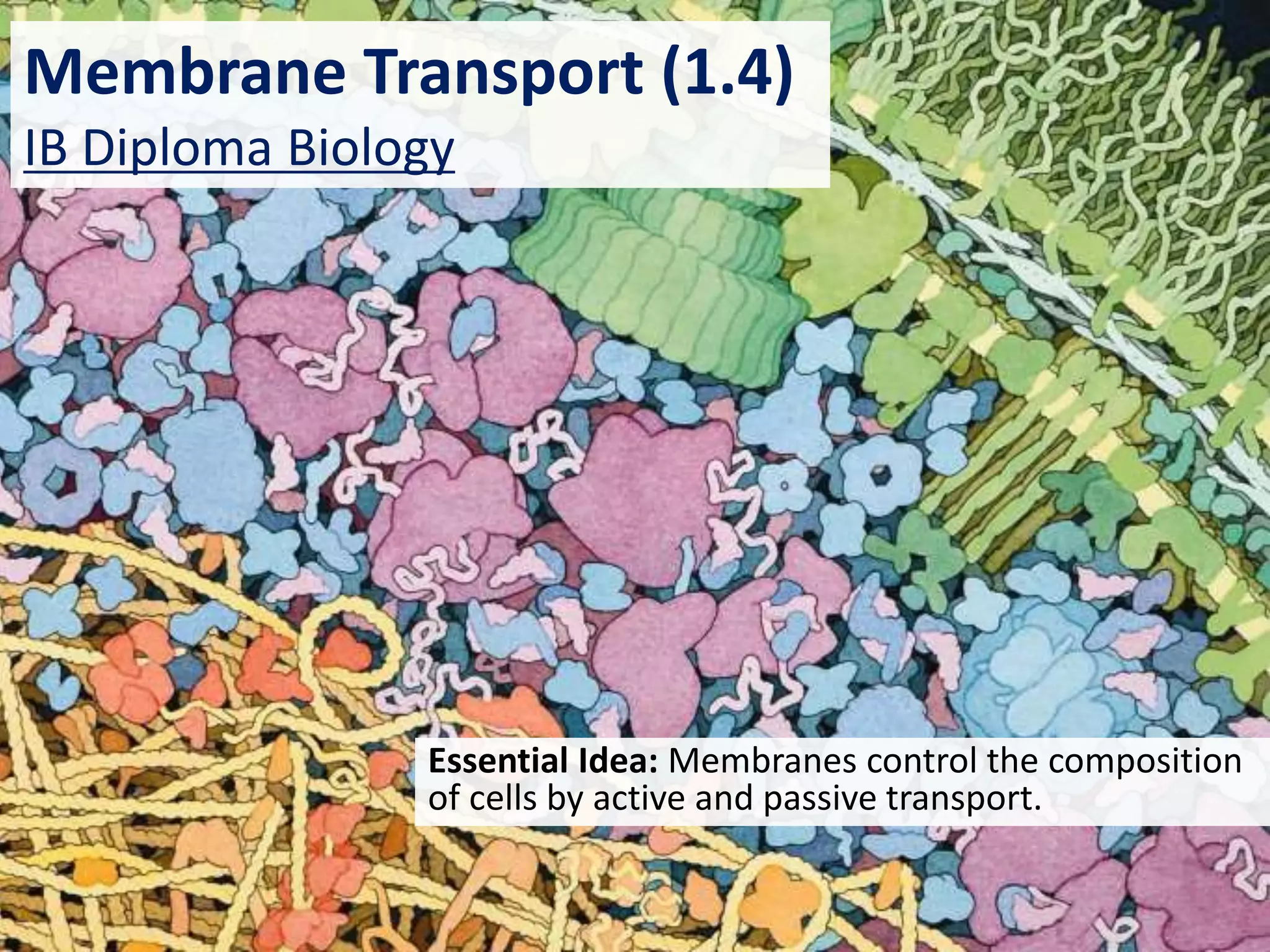 IB Biology 1.4 Slides: Cell Transport | PPTX