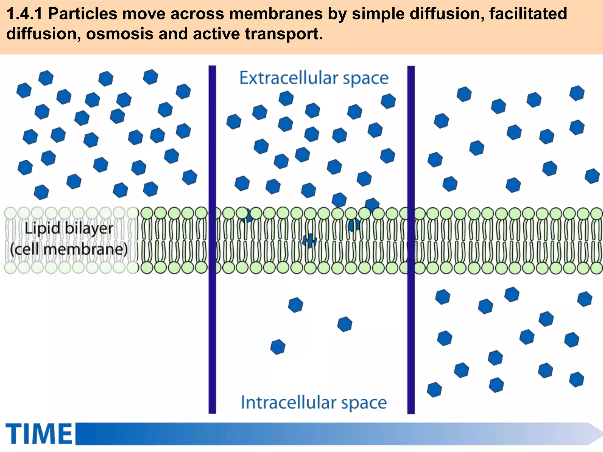 IB Biology 1.4 Slides: Cell Transport | PPTX | Biological Sciences ...
