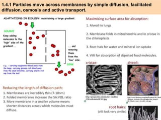 IB Biology 1.4 Slides: Cell Transport | PPTX