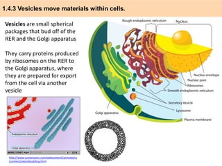 IB Biology 1.4 Slides: Cell Transport | PPTX