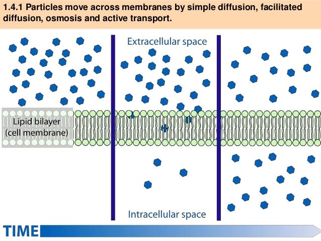 IB Biology 1.4 Slides: Cell Transport