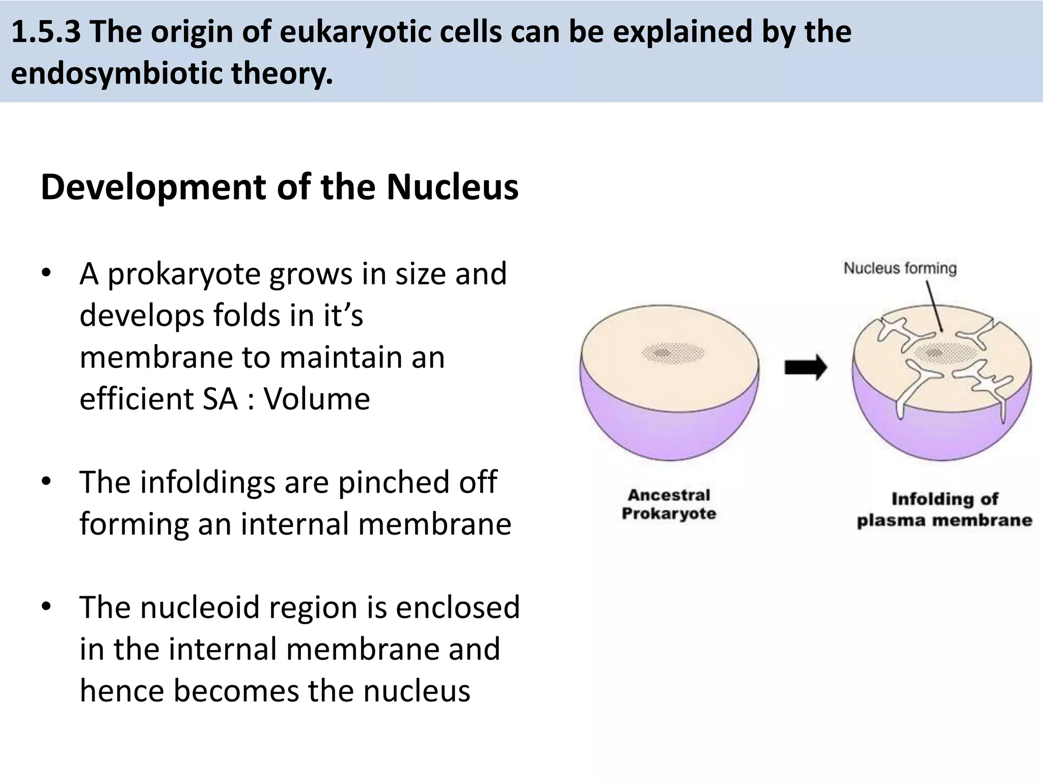 IB Biology 1.5 Slides: Origins of Cells | PPTX
