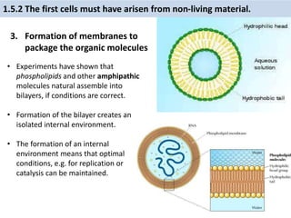 IB Biology 1.5 Slides: Origins of Cells | PPTX