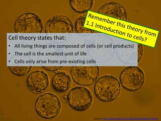 IB Biology 1.5 Slides: Origins of Cells | PPTX