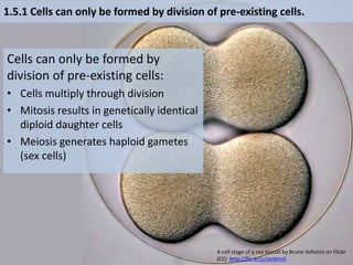 IB Biology 1.5 Slides: Origins of Cells | PPTX