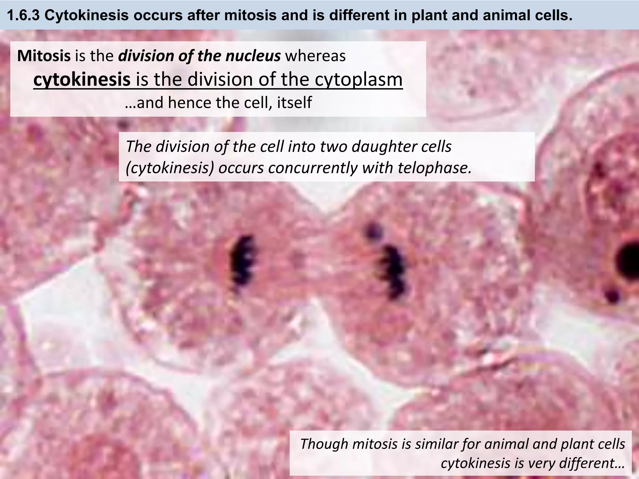 IB Biology 1.6 & 1.1 Slides: Mitosis & Stem Cells | PPTX