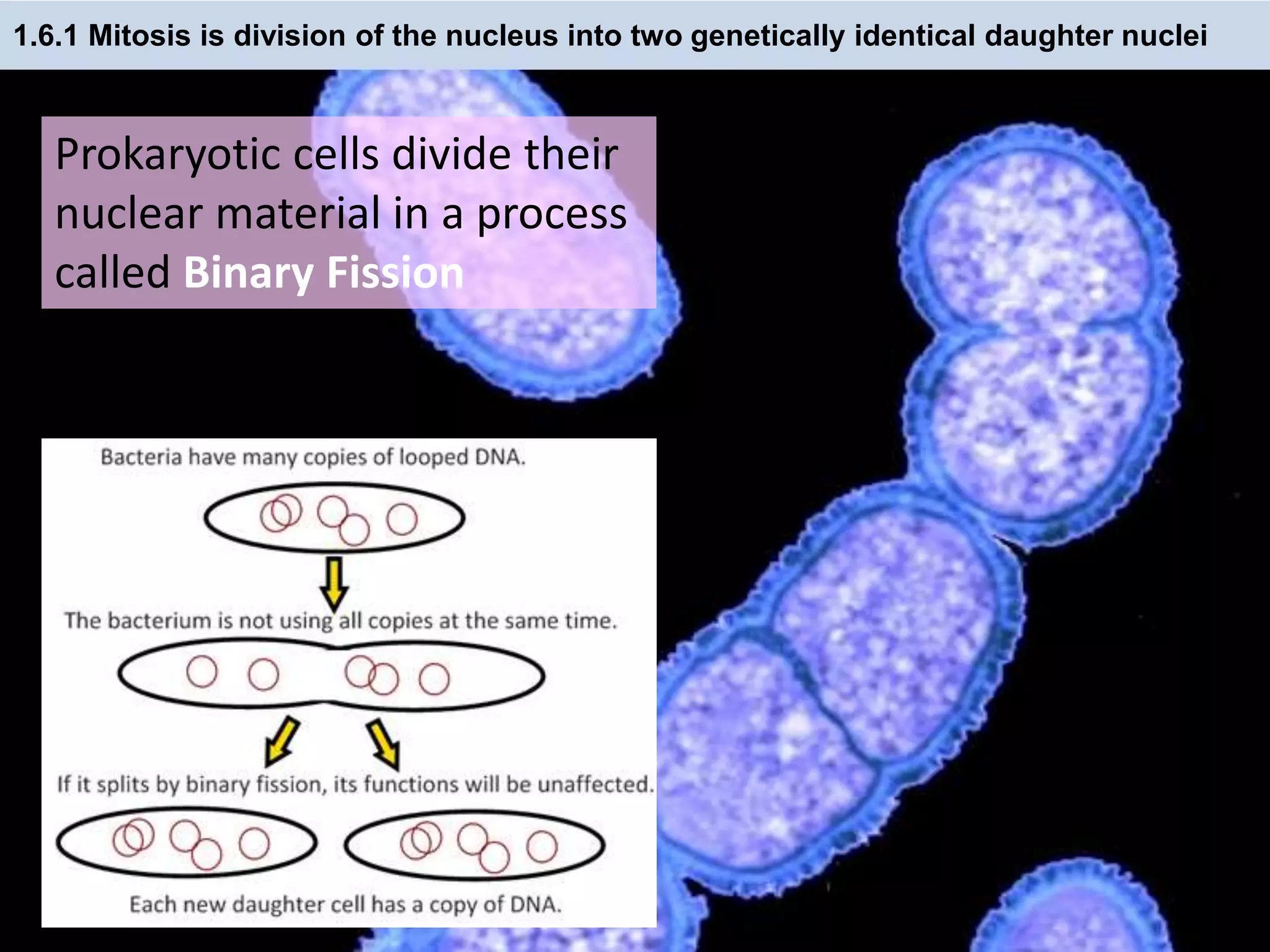 IB Biology 1.6 & 1.1 Slides: Mitosis & Stem Cells | PPTX