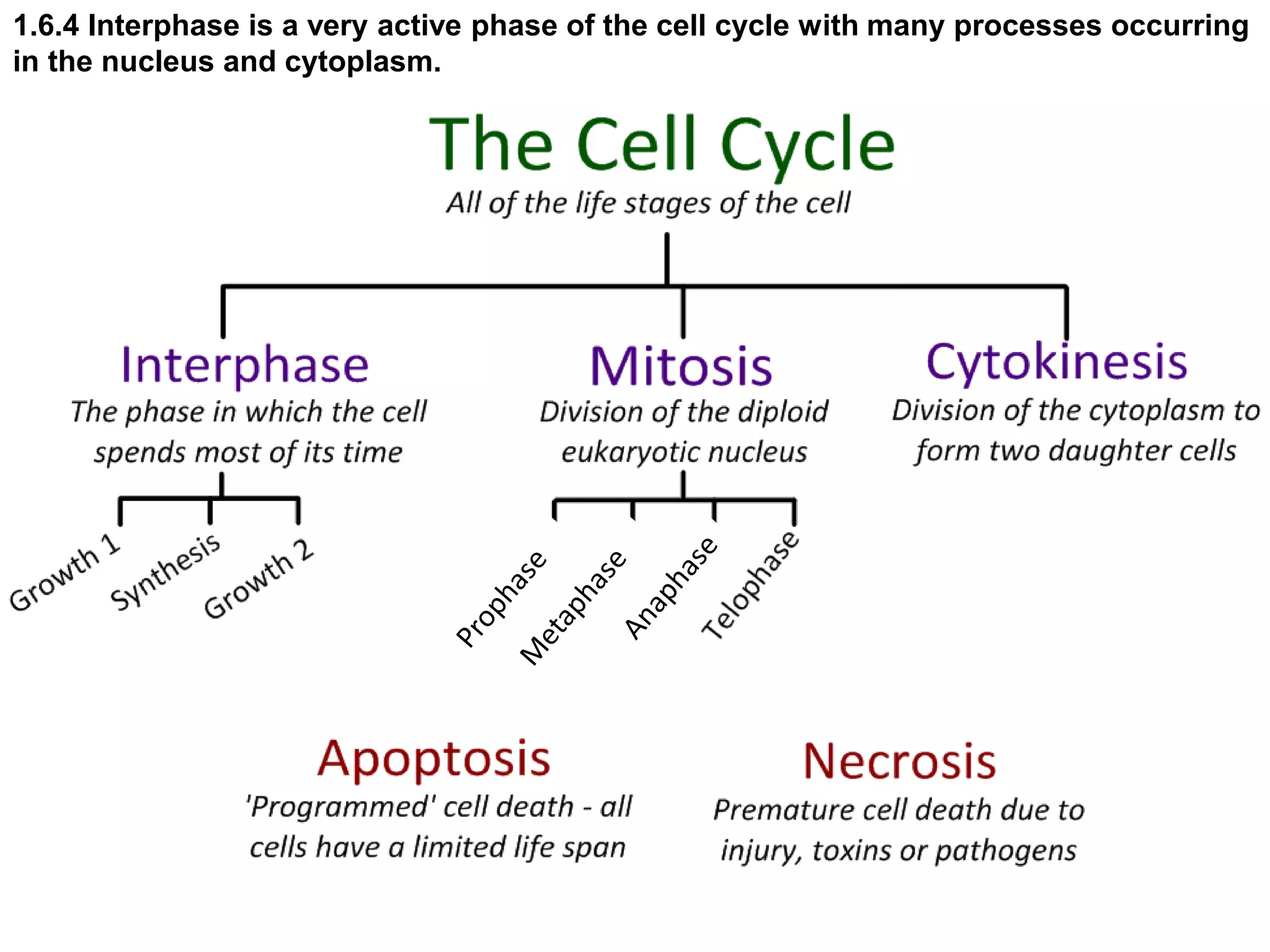IB Biology 1.6 & 1.1 Slides: Mitosis & Stem Cells | PPTX