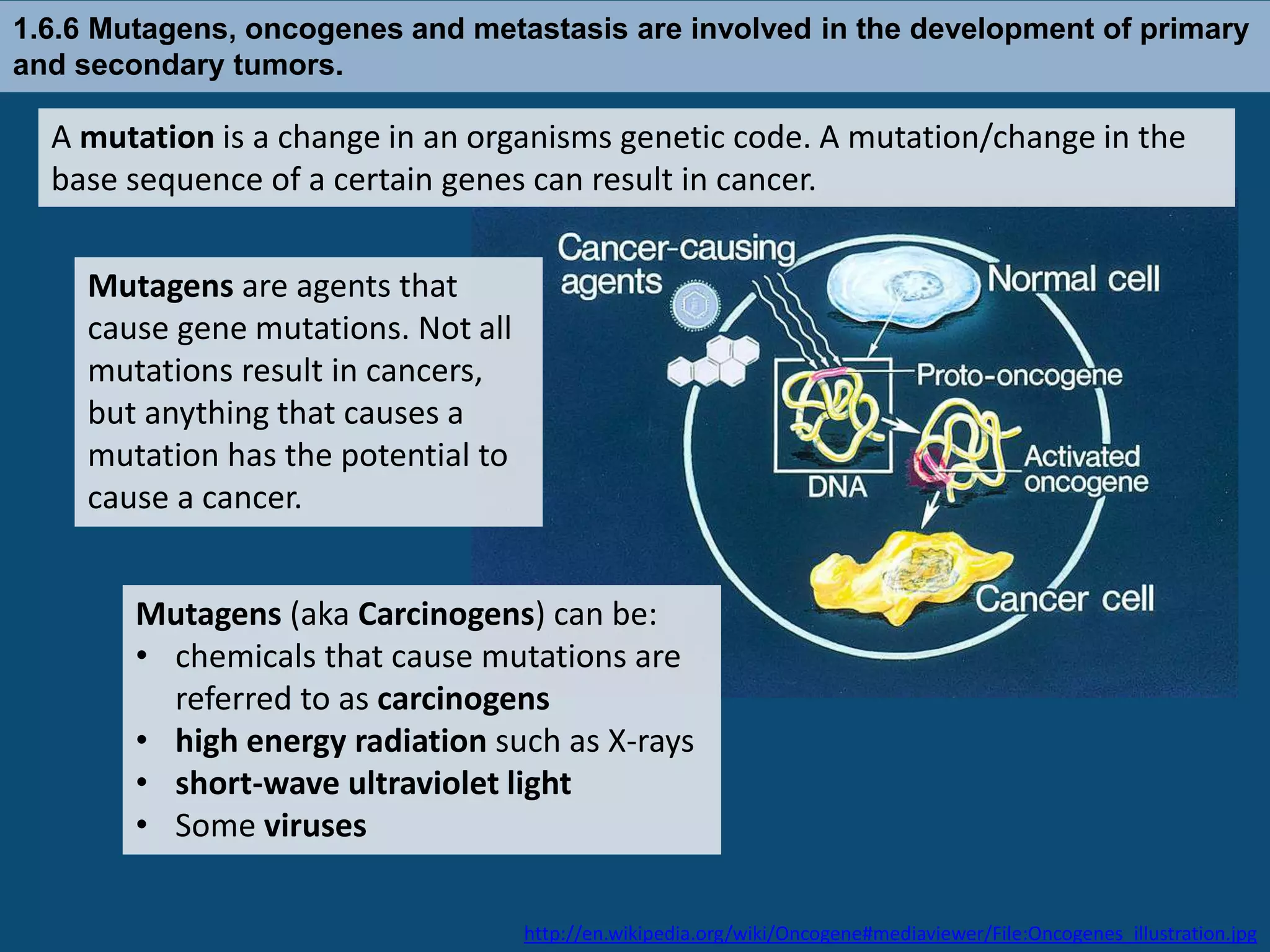 IB Biology 1.6 & 1.1 Slides: Mitosis & Stem Cells | PPT