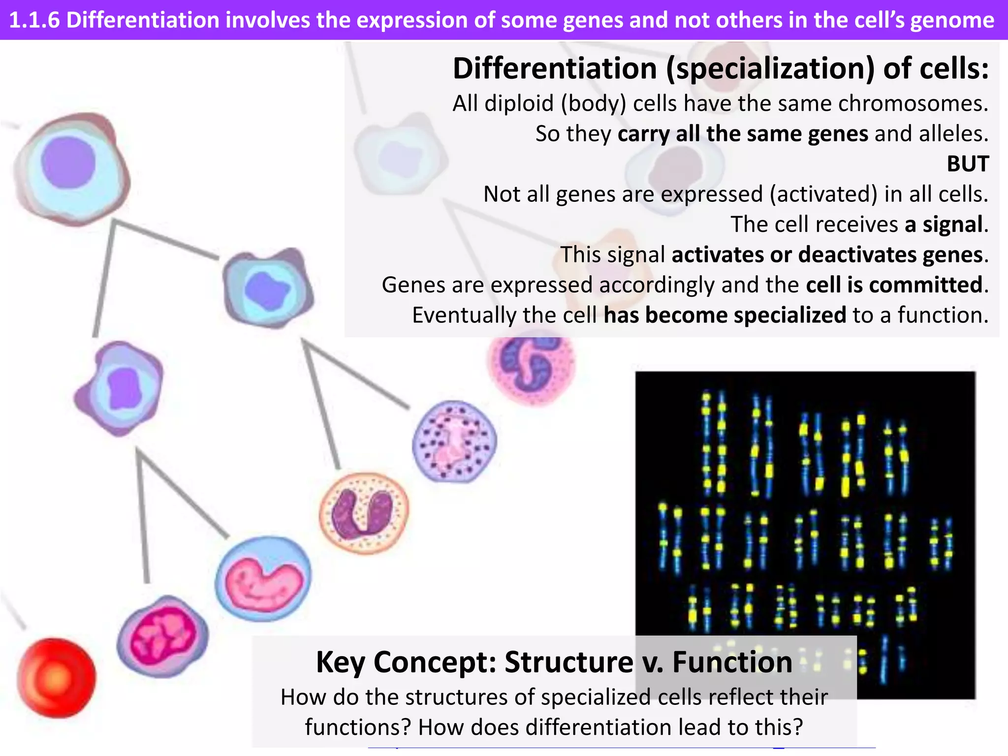 IB Biology 1.6 & 1.1 Slides: Mitosis & Stem Cells | PPTX