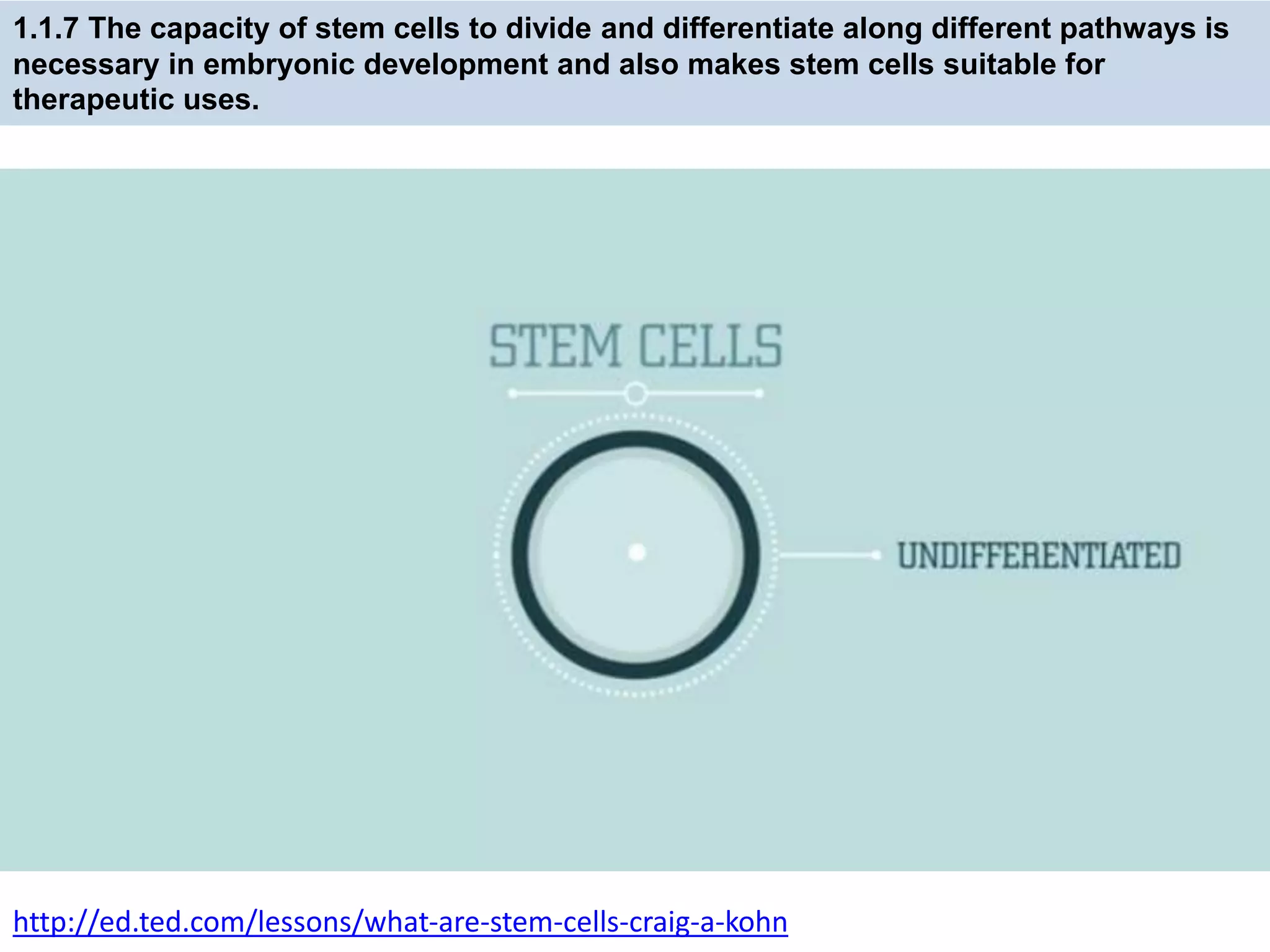 IB Biology 1.6 & 1.1 Slides: Mitosis & Stem Cells | PPTX