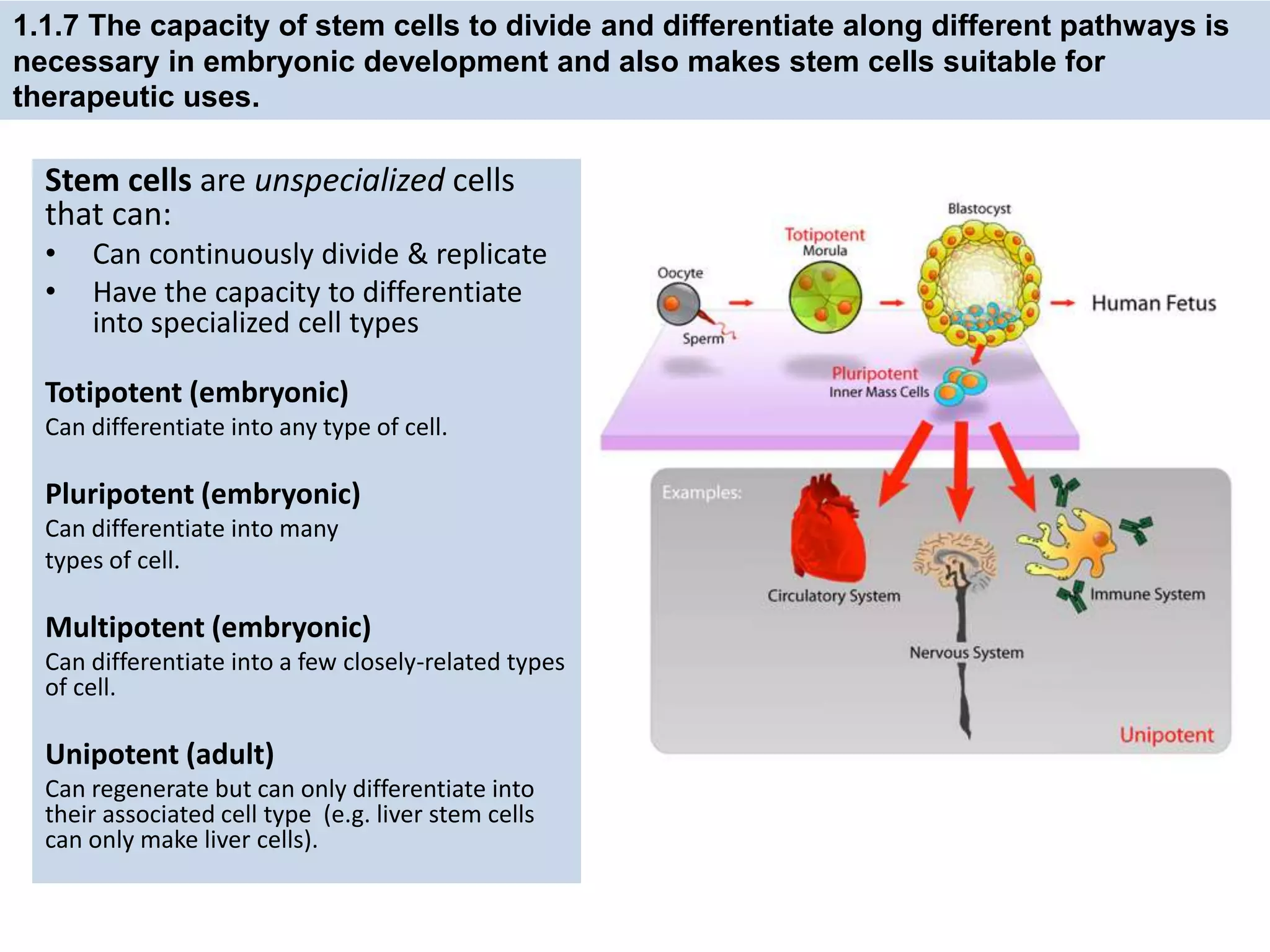 IB Biology 1.6 & 1.1 Slides: Mitosis & Stem Cells | PPTX