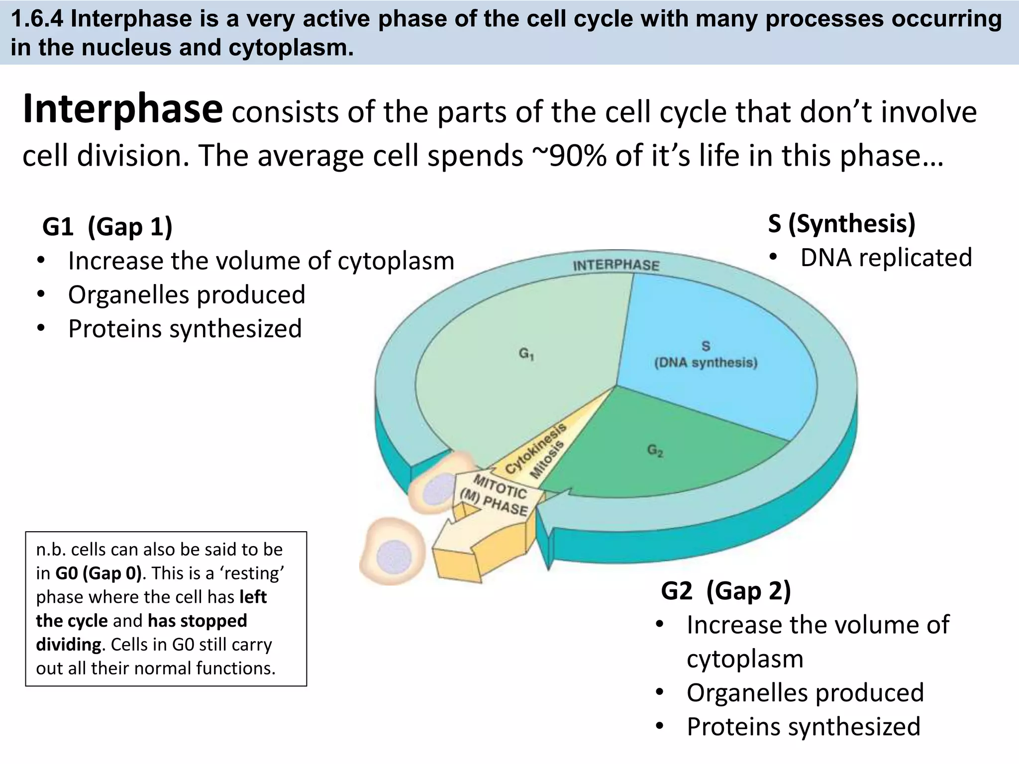 IB Biology 1.6 & 1.1 Slides: Mitosis & Stem Cells | PPTX