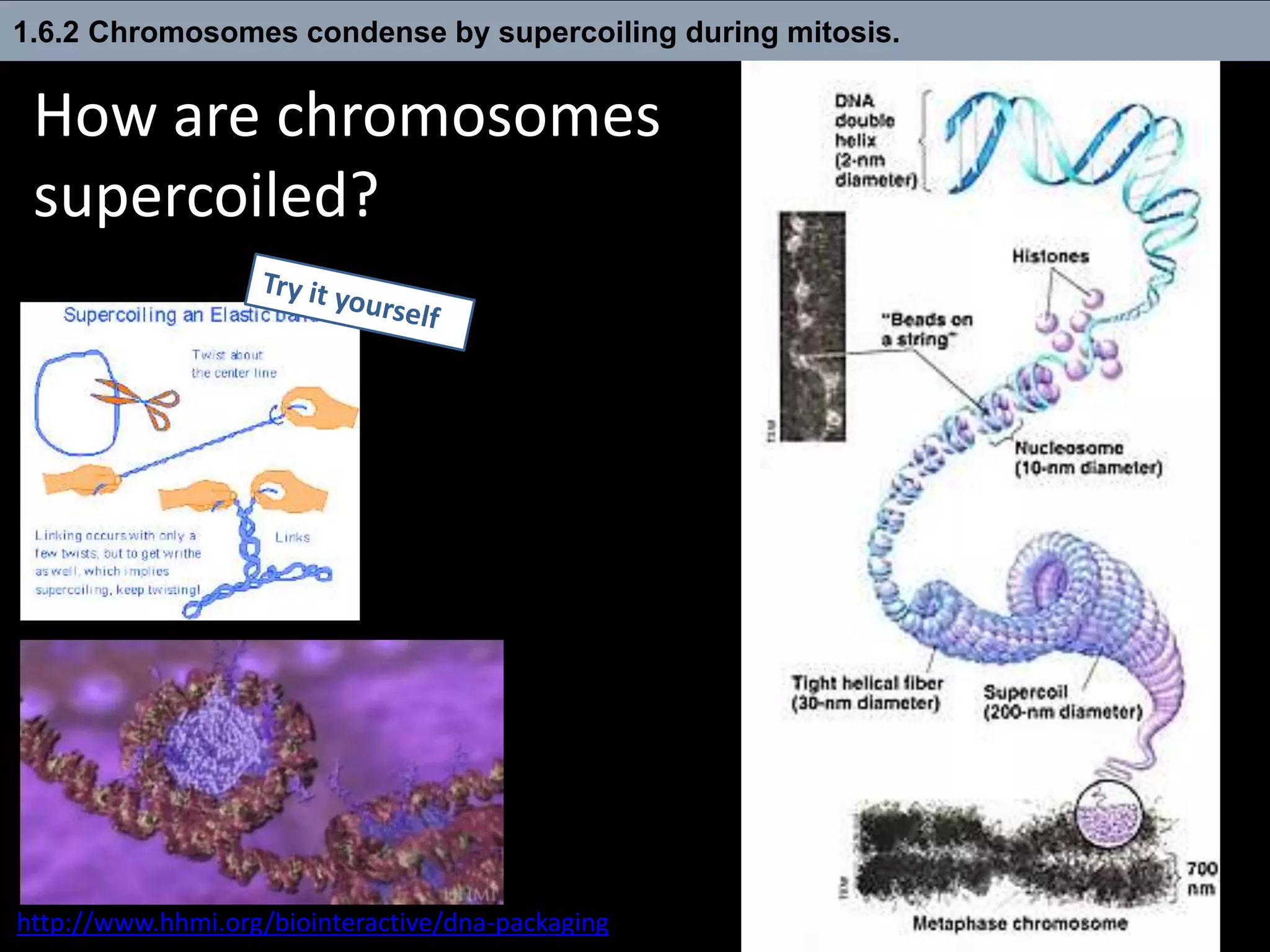 IB Biology 1.6 & 1.1 Slides: Mitosis & Stem Cells | PPTX | Genetics ...