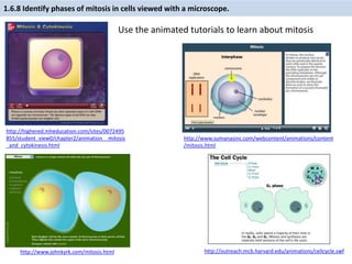 IB Biology 1.6 & 1.1 Slides: Mitosis & Stem Cells | PPTX