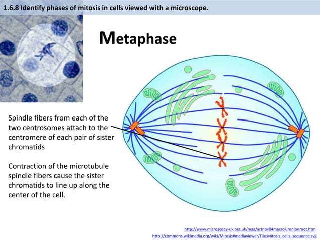 IB Biology 1.6 & 1.1 Slides: Mitosis & Stem Cells | PPTX | Genetics ...