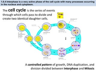 IB Biology 1.6 & 1.1 Slides: Mitosis & Stem Cells | PPTX