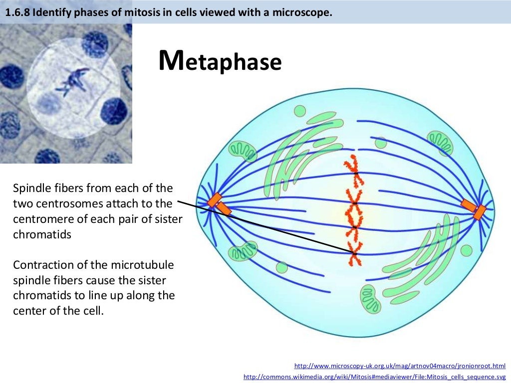 IB Biology 1.6 & 1.1 Slides: Mitosis & Stem Cells