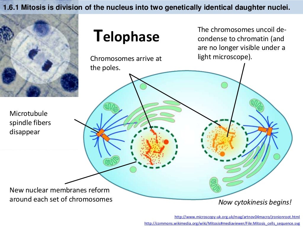 IB Biology 1.6 & 1.1 Slides: Mitosis & Stem Cells