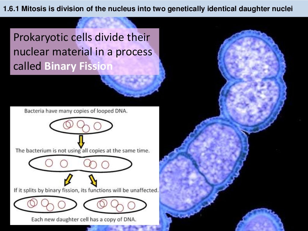 IB Biology 1.6 & 1.1 Slides: Mitosis & Stem Cells