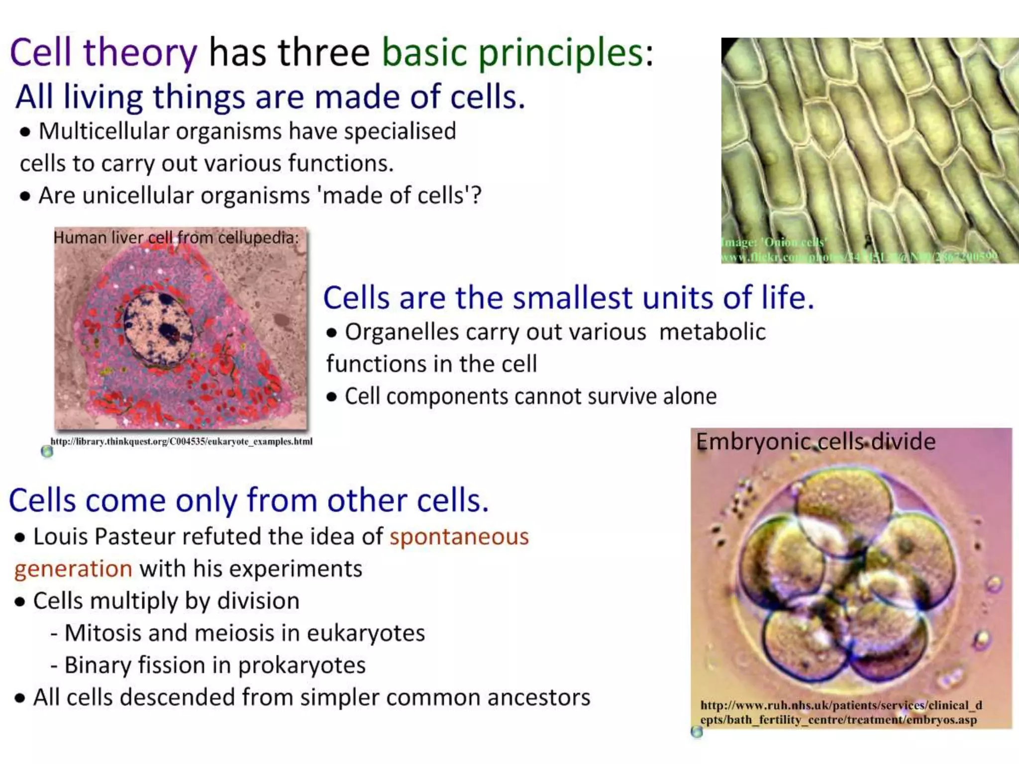 IB Biology 1.1 Slides: Introduction to Cells | PPTX