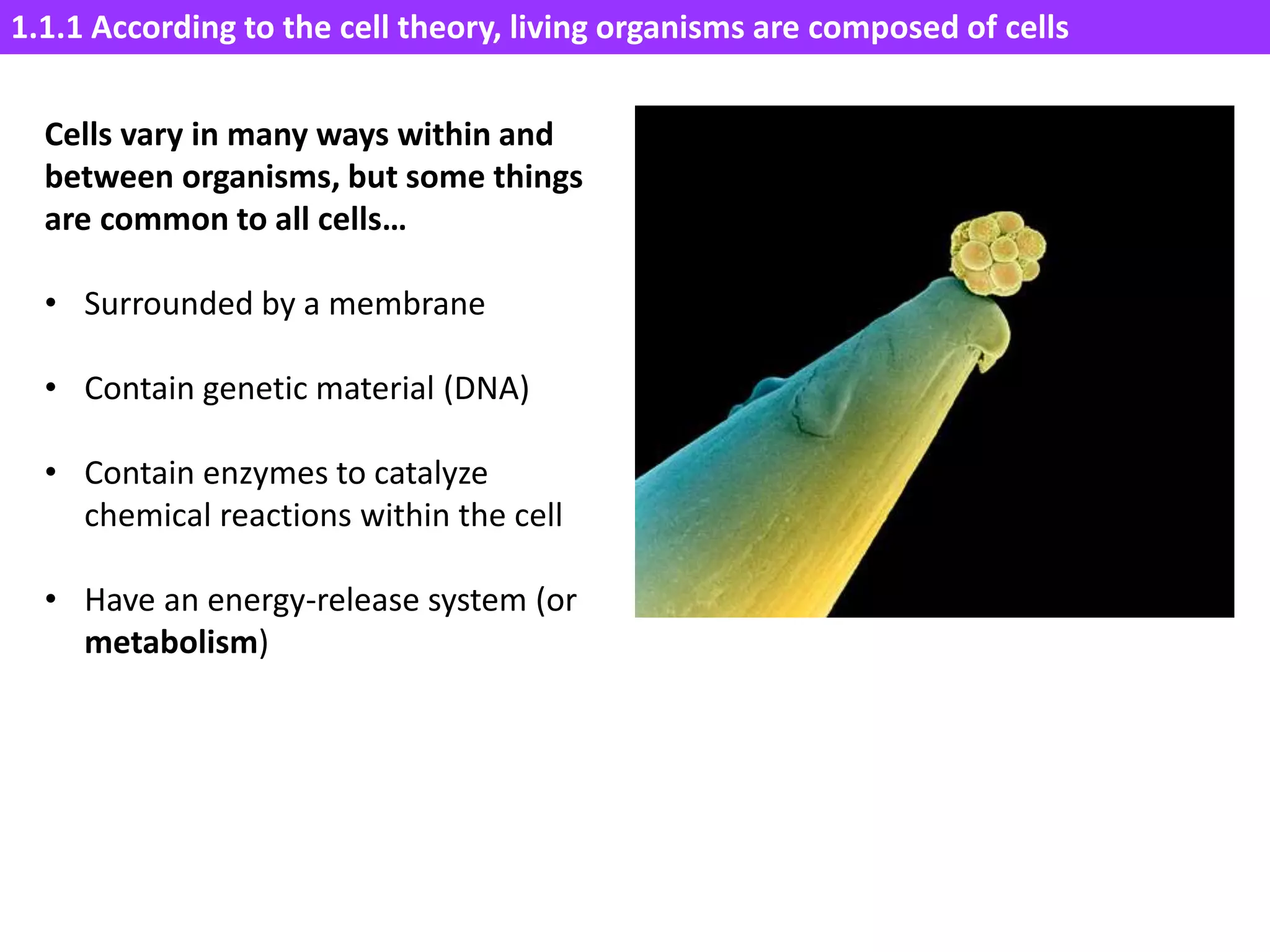 IB Biology 1.1 Slides: Introduction to Cells | PPTX