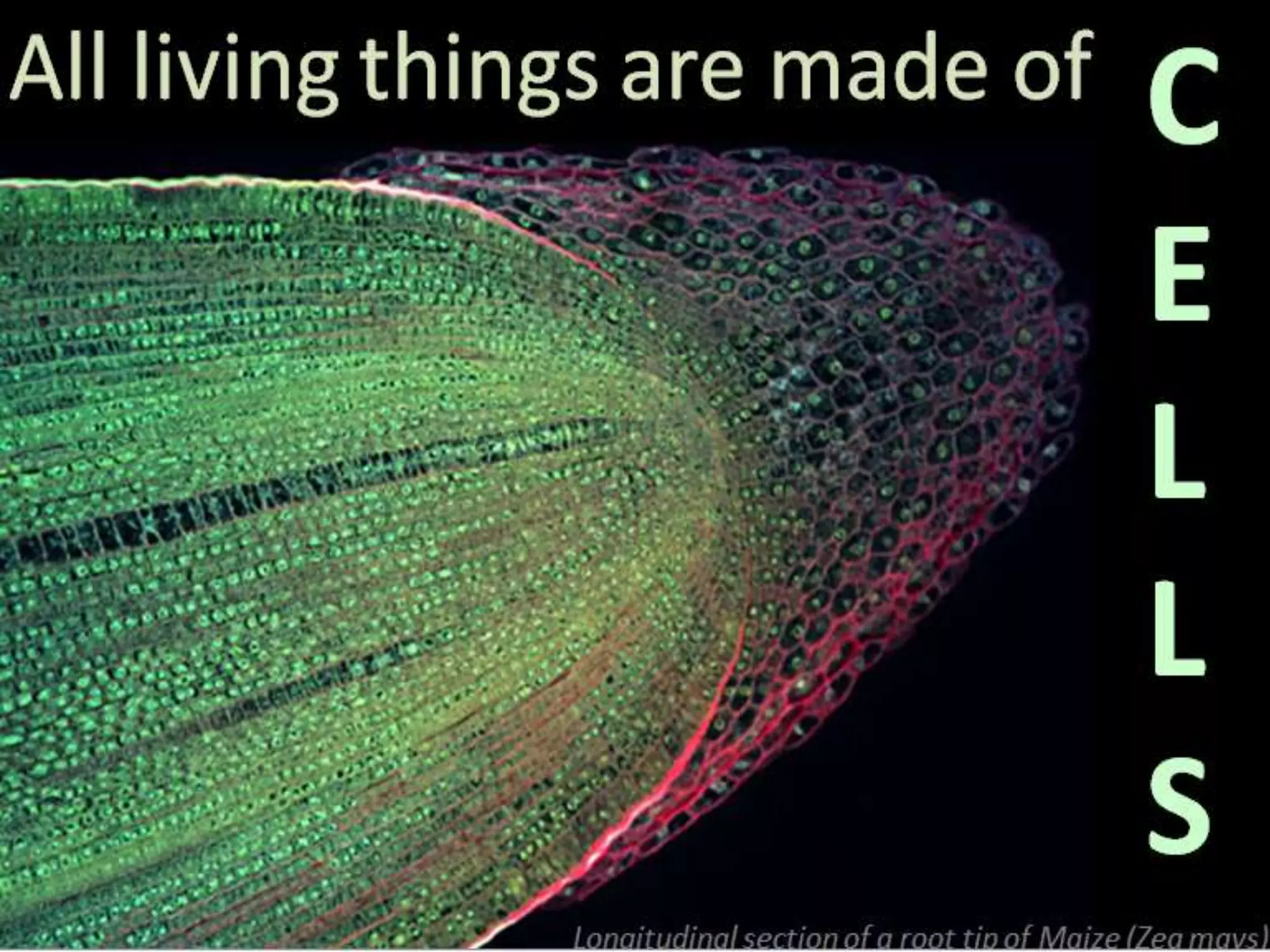 IB Biology 1.1 Slides: Introduction to Cells | PPTX