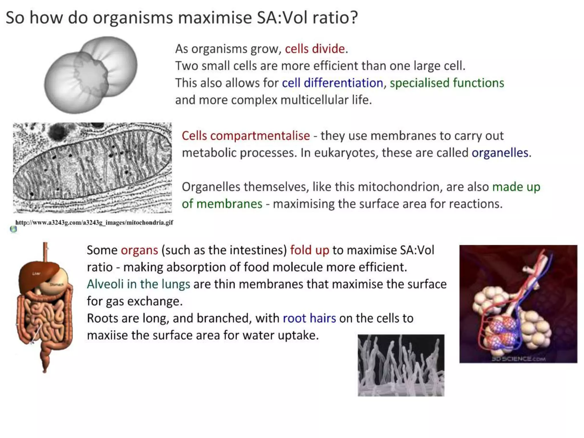 IB Biology 1.1 Slides: Introduction to Cells | PPTX