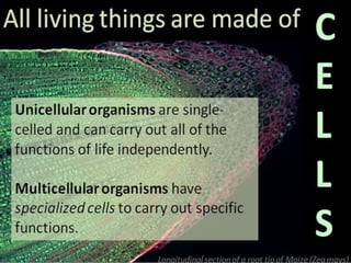 IB Biology 1.1 Slides: Introduction to Cells | PPTX