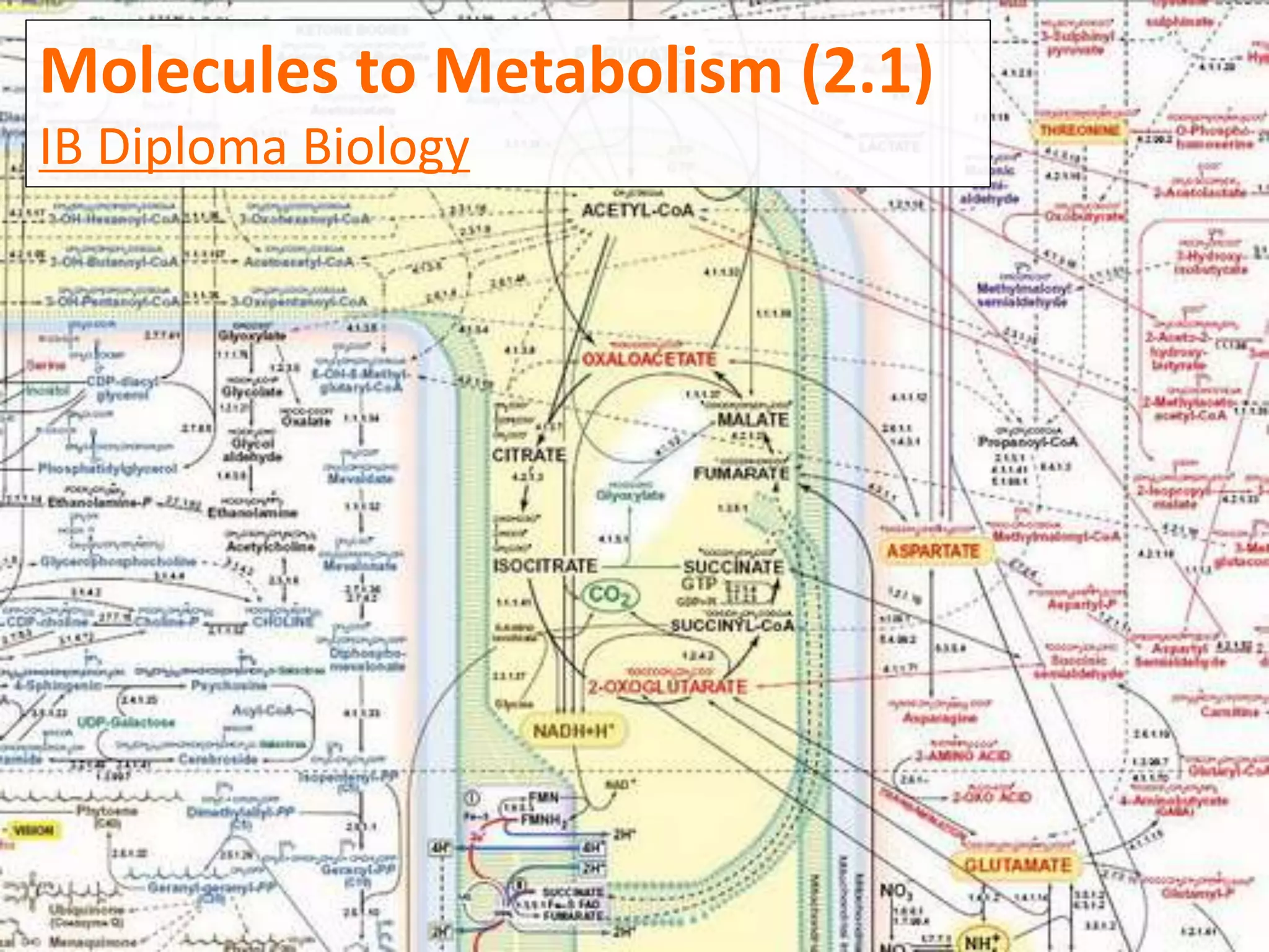 IB Biology 2.1 Slides: Molecules to Metabolism | PPTX