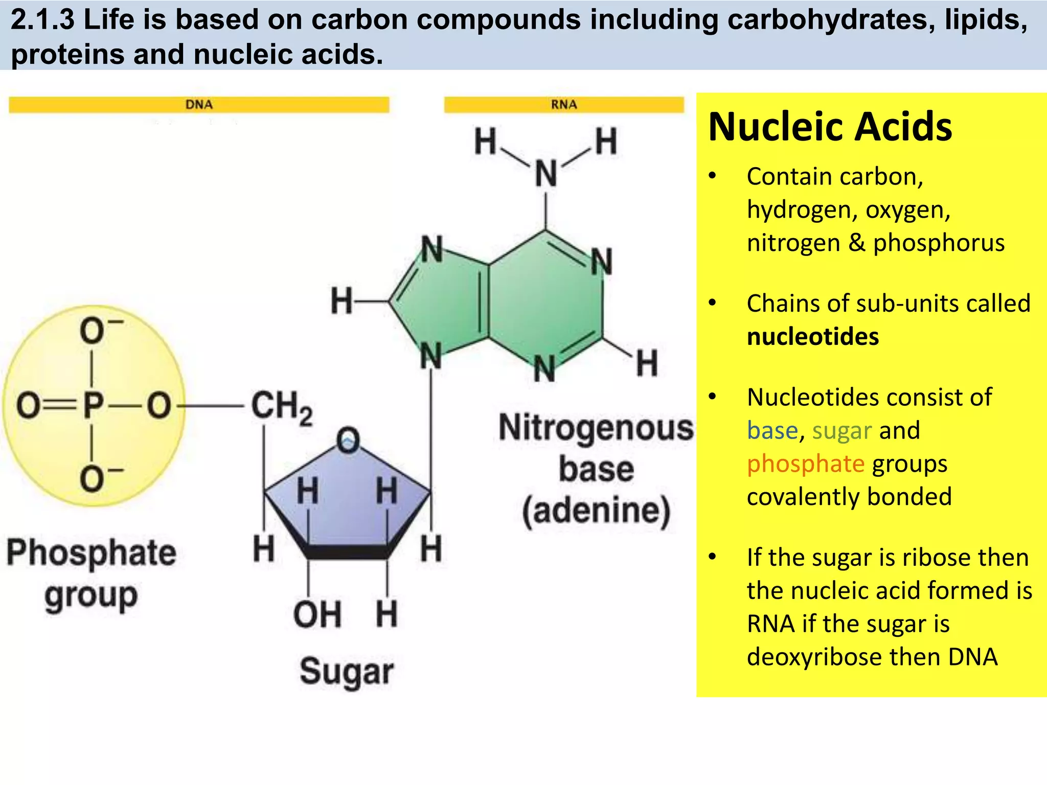 IB Biology 2.1 Slides: Molecules to Metabolism | PPTX
