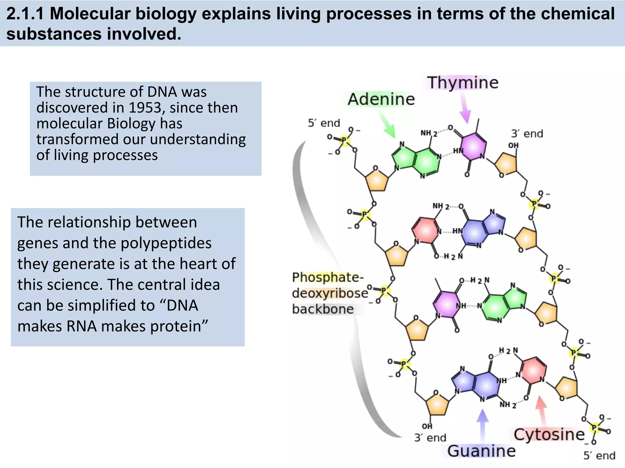 IB Biology 2.1 Slides: Molecules to Metabolism | PPTX