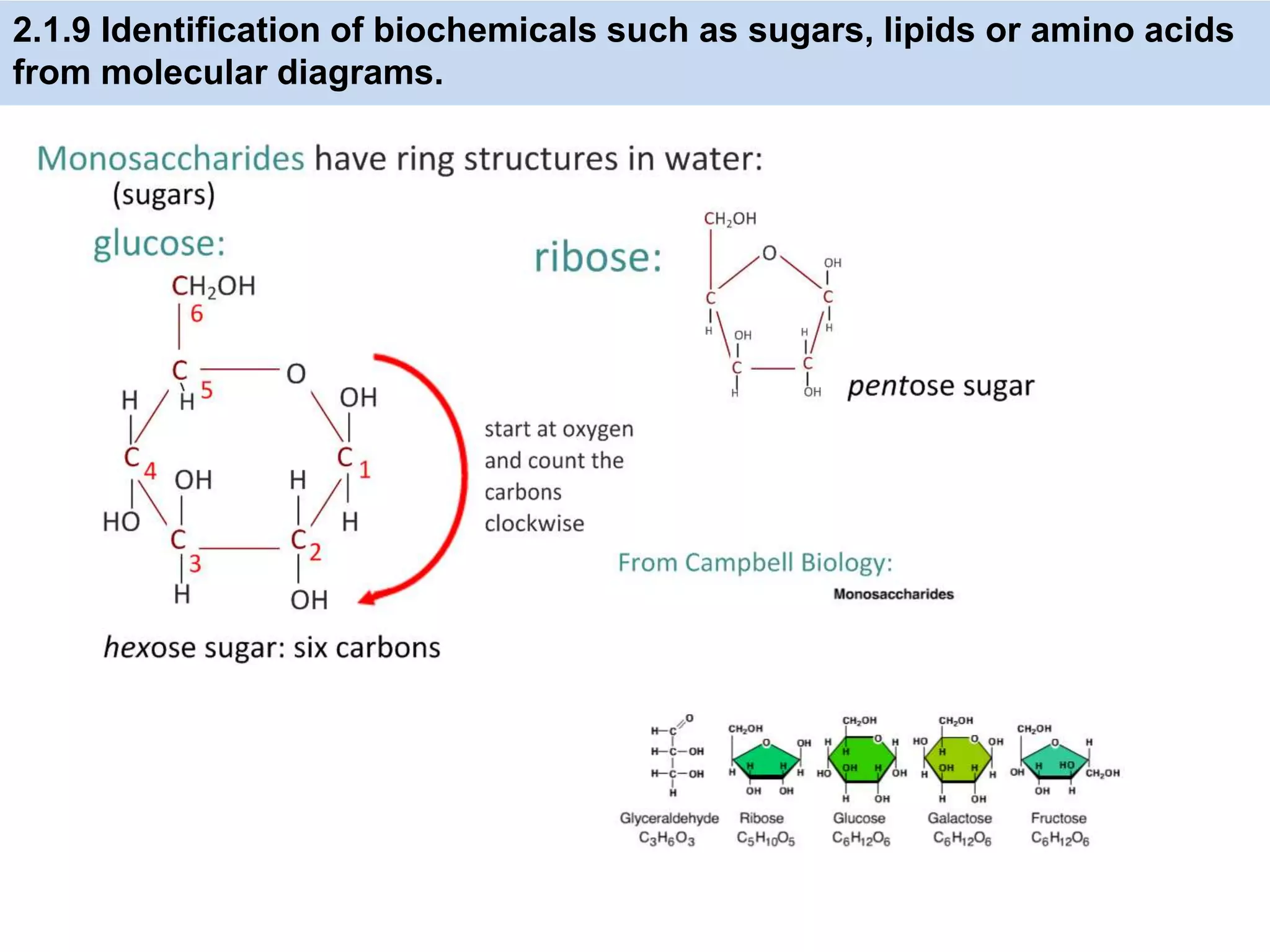 IB Biology 2.1 Slides: Molecules to Metabolism | PPTX