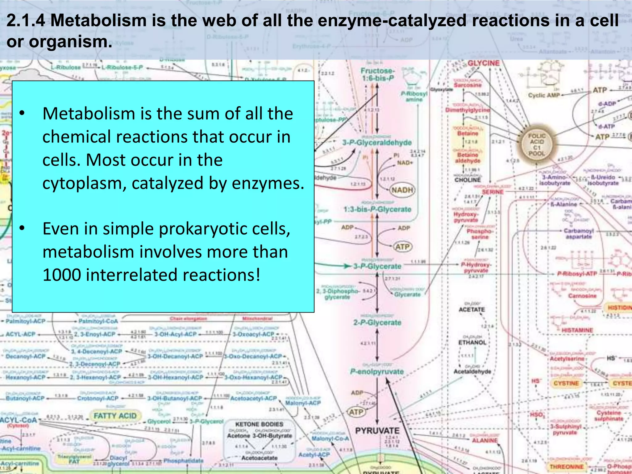 IB Biology 2.1 Slides: Molecules to Metabolism | PPTX