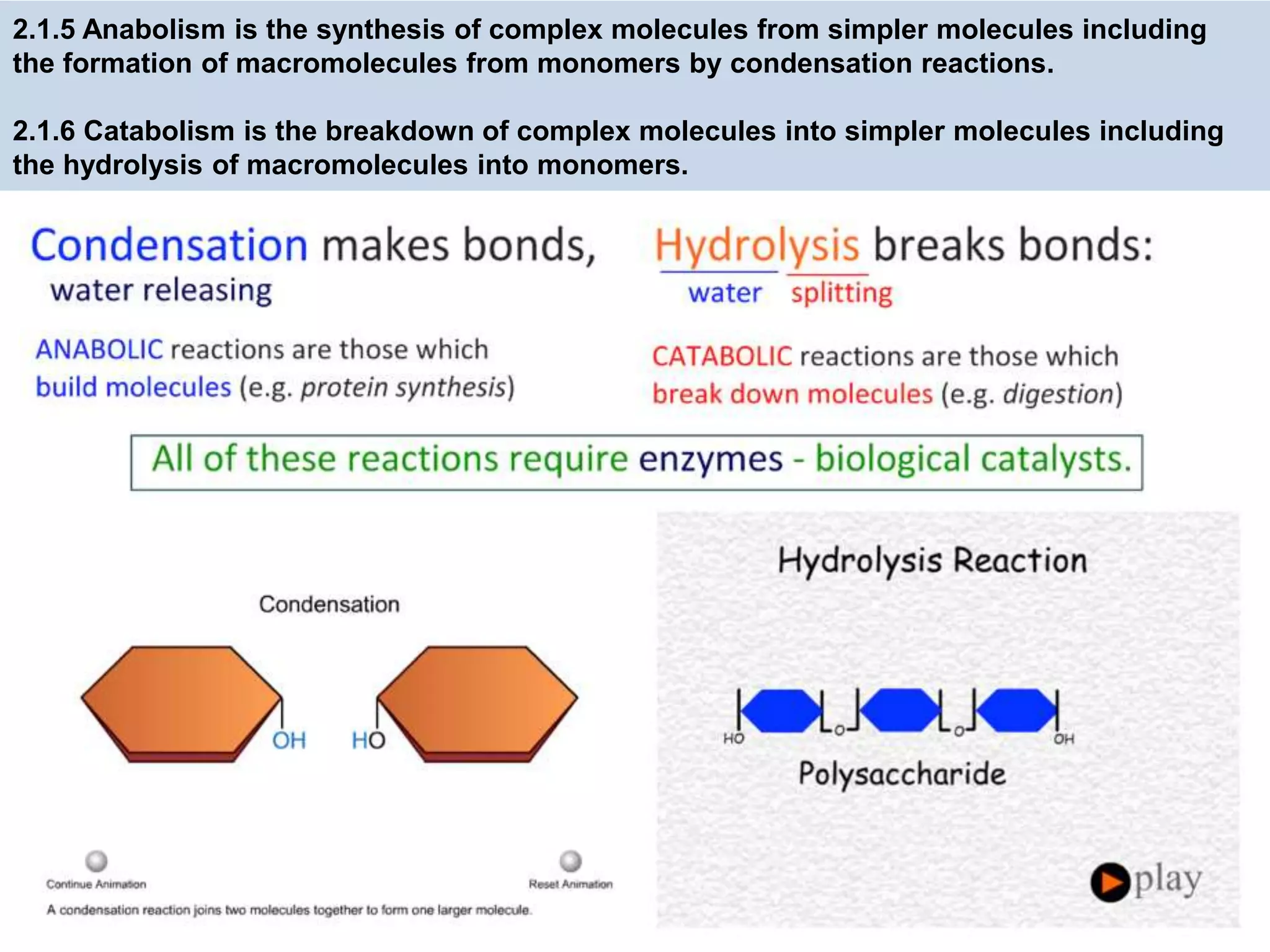 IB Biology 2.1 Slides: Molecules to Metabolism | PPTX