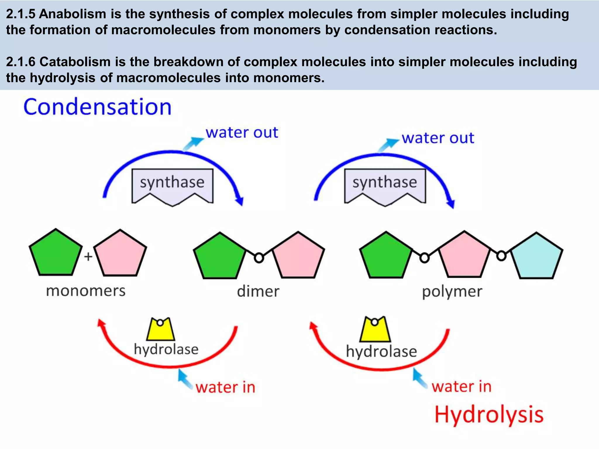 IB Biology 2.1 Slides: Molecules to Metabolism | PPTX