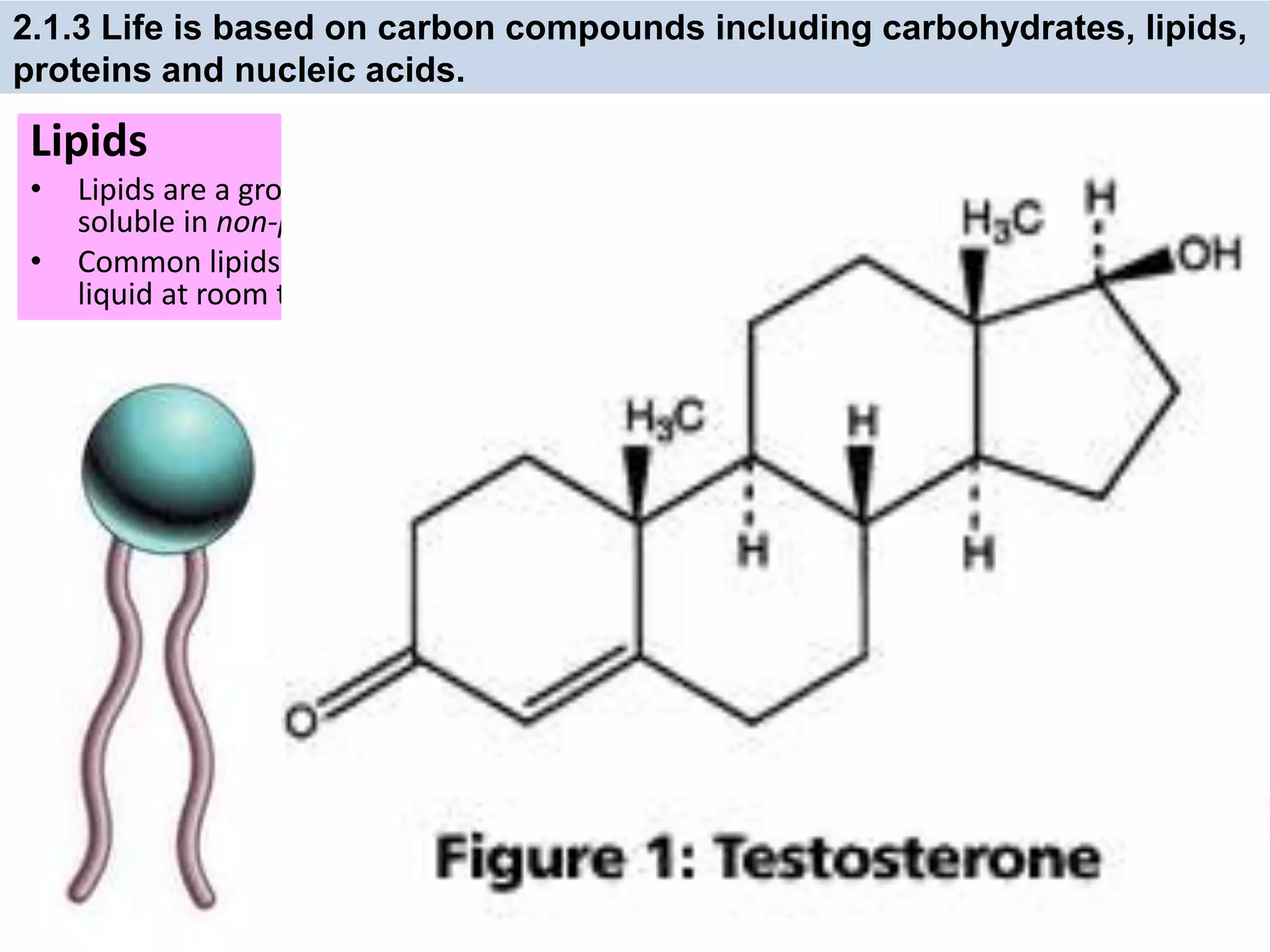IB Biology 2.1 Slides: Molecules to Metabolism | PPTX