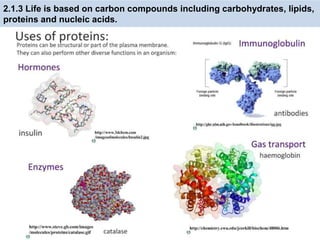 IB Biology 2.1 Slides: Molecules to Metabolism | PPTX