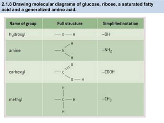 IB Biology 2.1 Slides: Molecules to Metabolism | PPTX