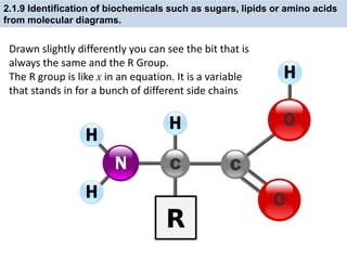 IB Biology 2.1 Slides: Molecules to Metabolism | PPTX