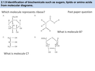 IB Biology 2.1 Slides: Molecules to Metabolism | PPTX